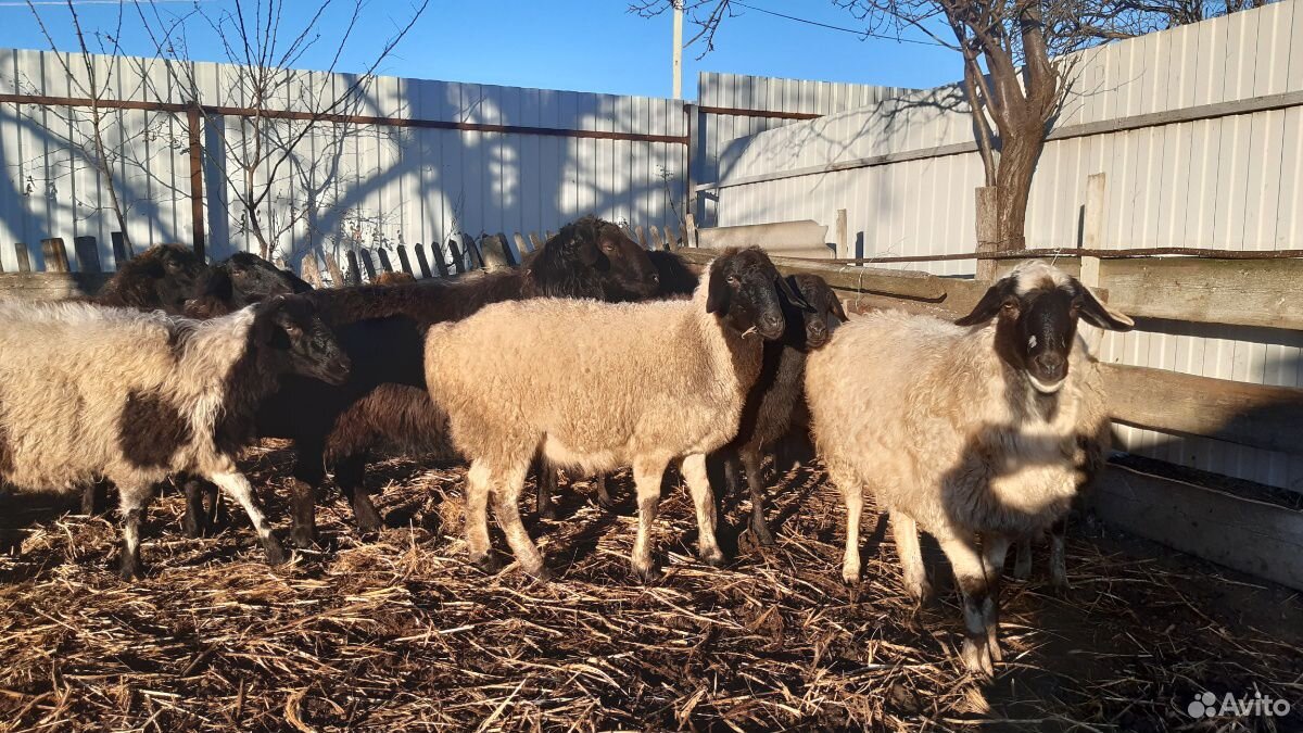 Продаются овцы/бараны