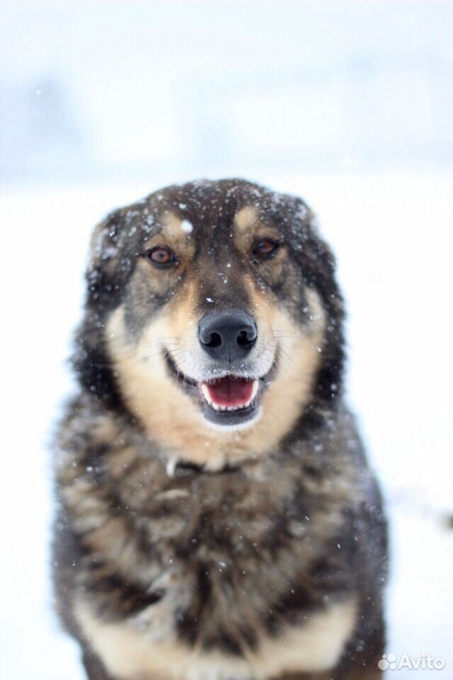 Подвижный попрыгунчик