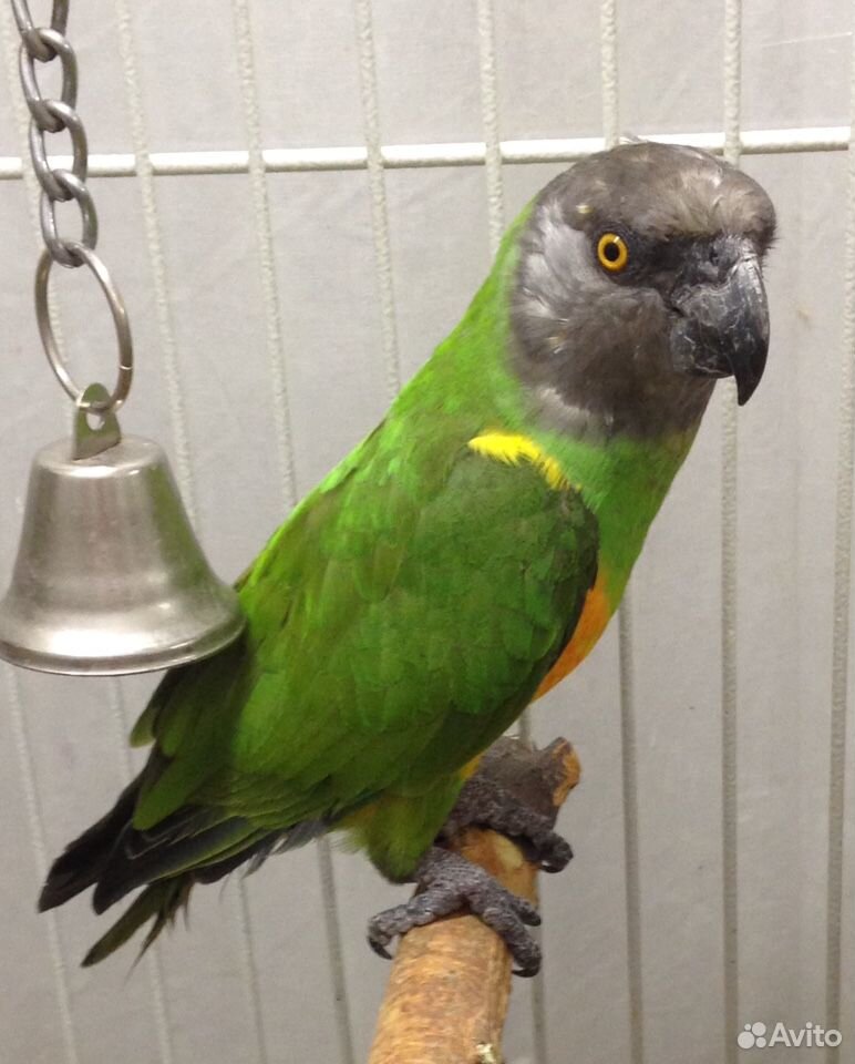 Синегальский попугай