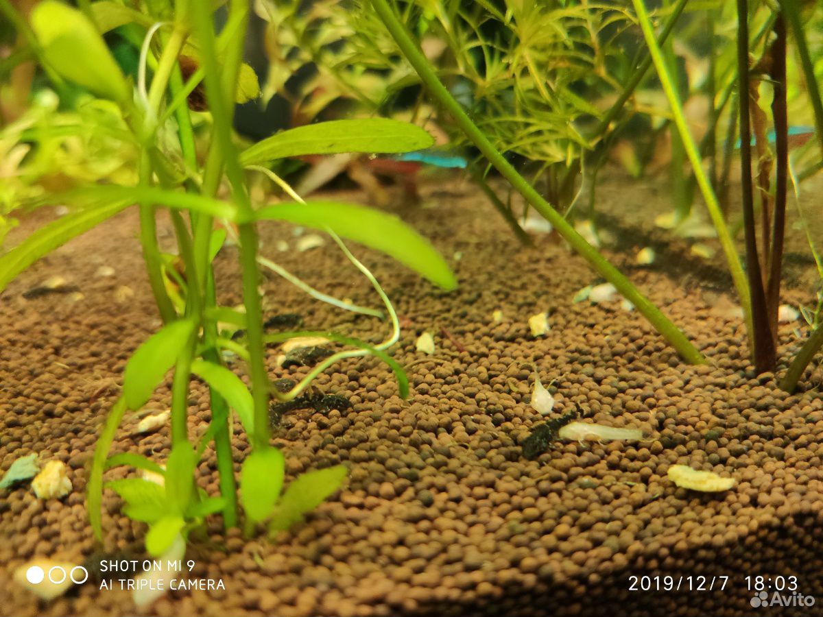 Мальки анцитруса