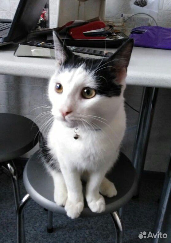 Котенок (кот) Кутузов хочет домой