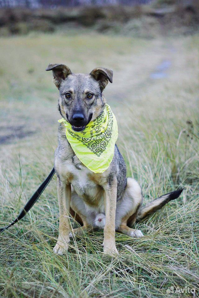 Добрый пёс-малыш