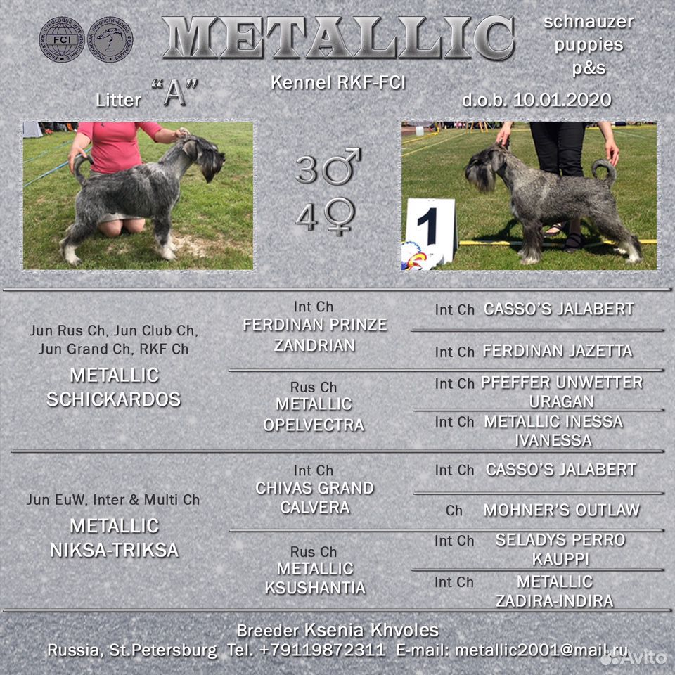 Щенки миттельшнауцера п/с