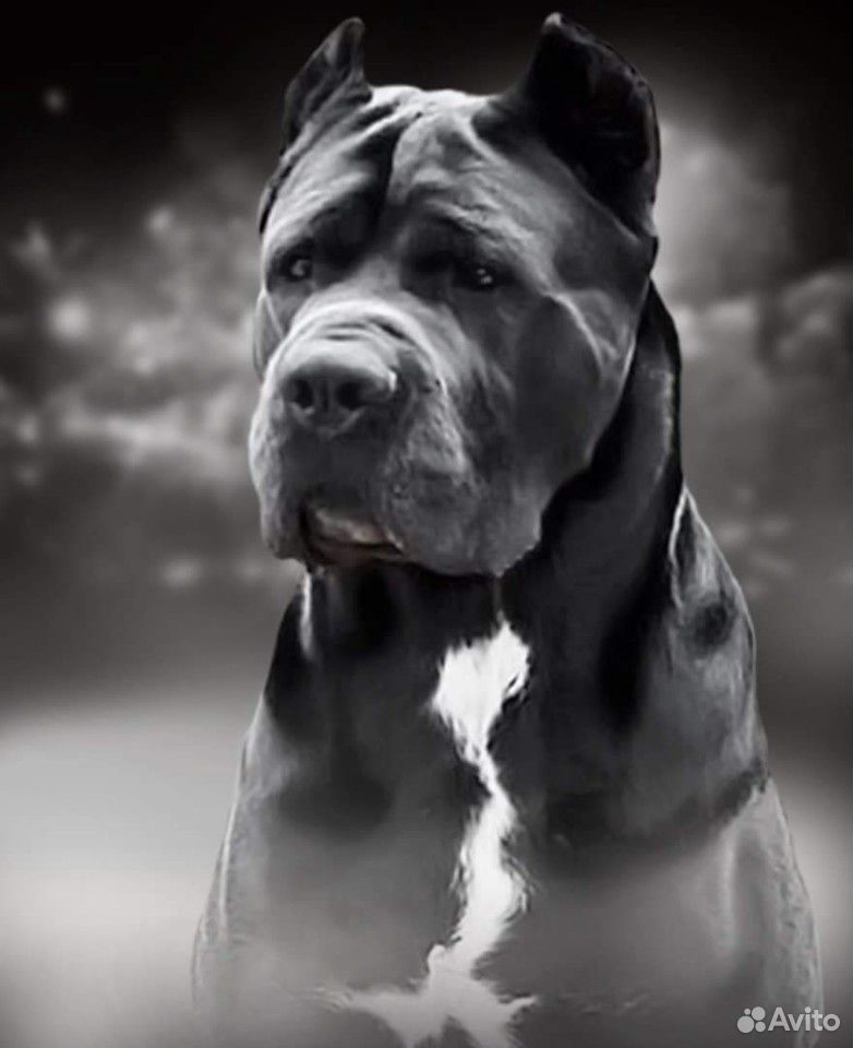 Приглашаем дам (Кане корсо вязка )