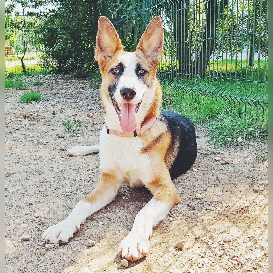 Ума ищет дом