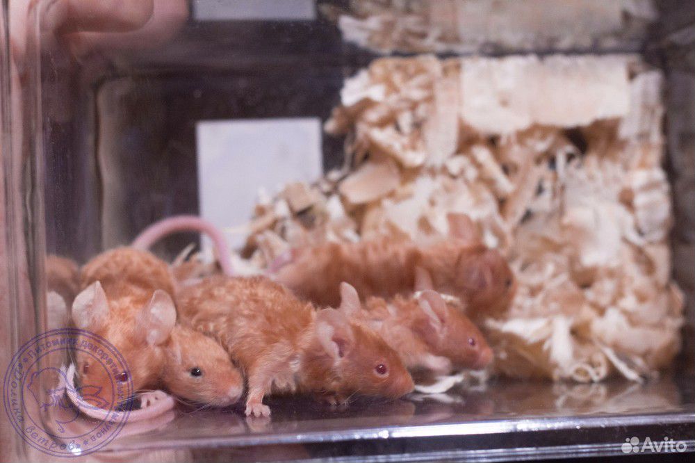 Яркие кудрявые мышки, мальчики и девочки