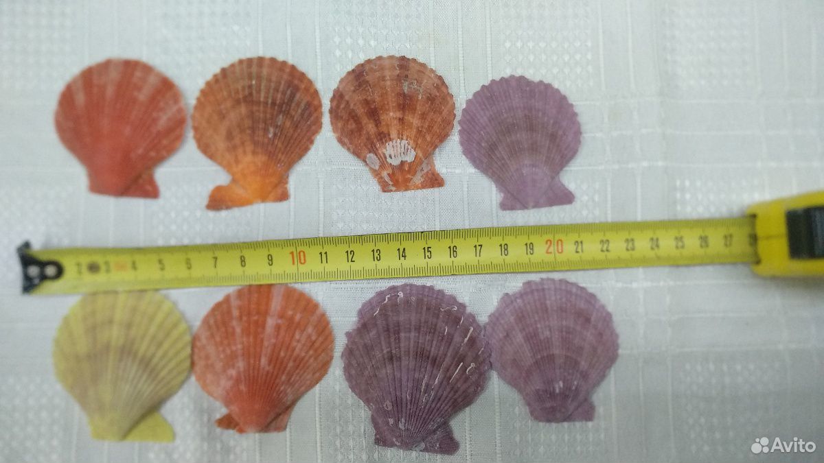 Створки морского гребешка, ракушки, морская звезда