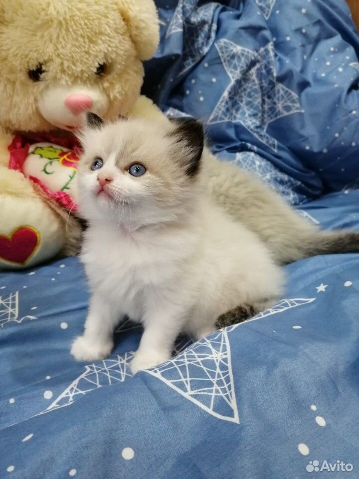 Солнечные куклы рэгдолл