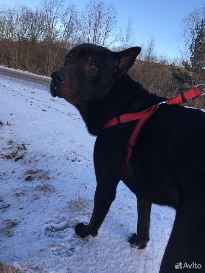 Очаровательный черныш