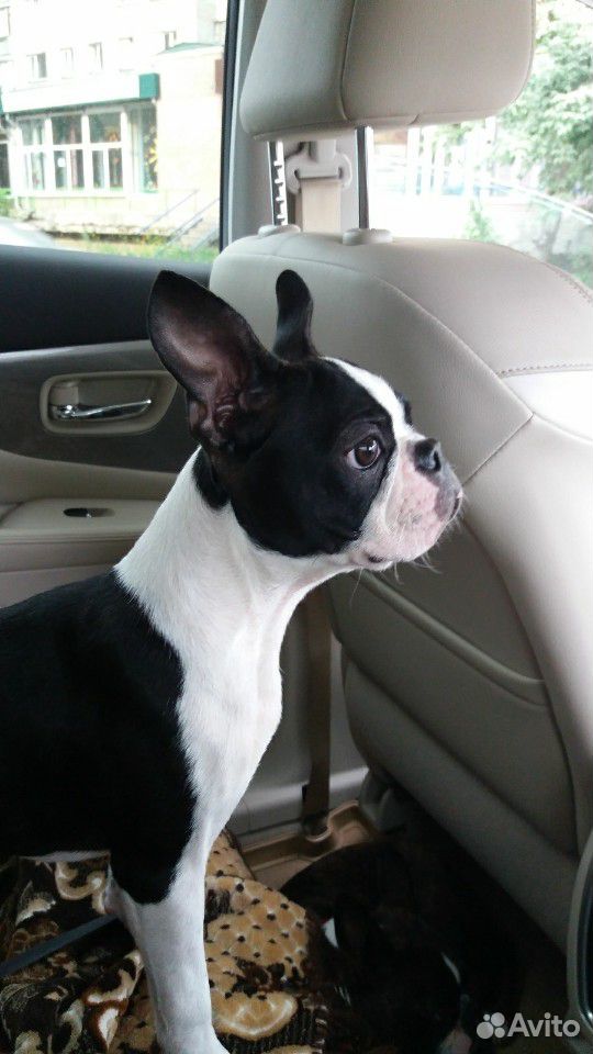 Щенок бостон терьер