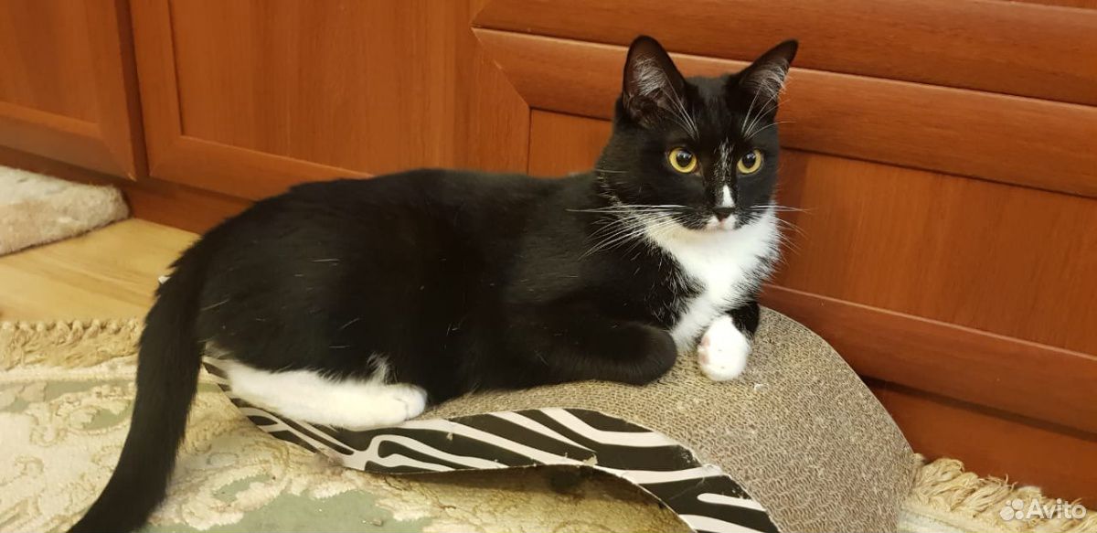 Котик Боня 1год привит кастрат домашний