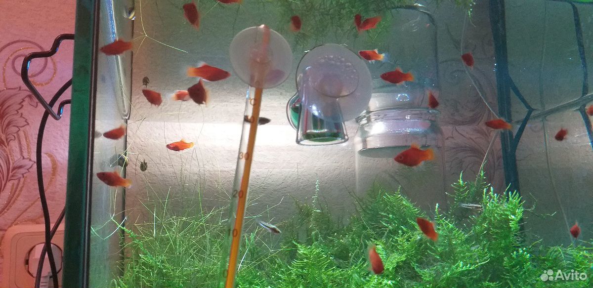 Пецилия "рубин"