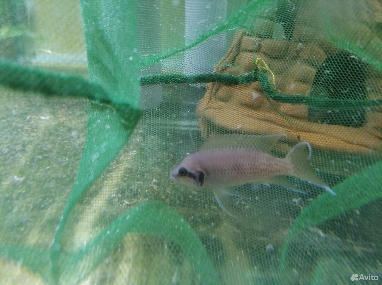 Принцесса Бурунди