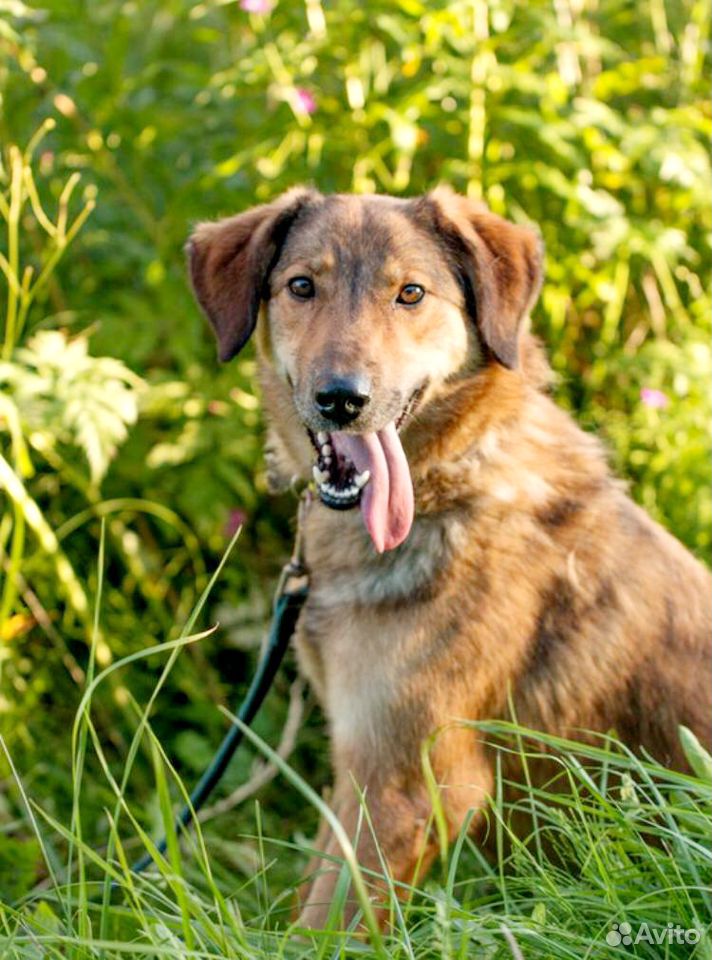 Малышка Фаня ищет дом