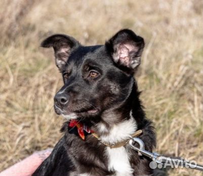 Еве нужен дом