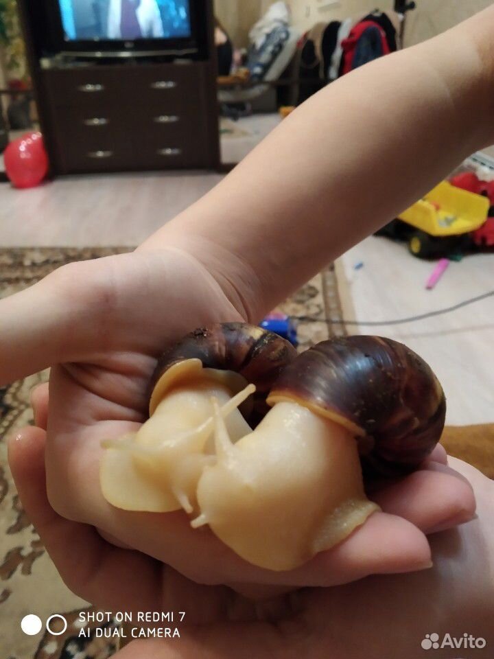 Улитки ахатины