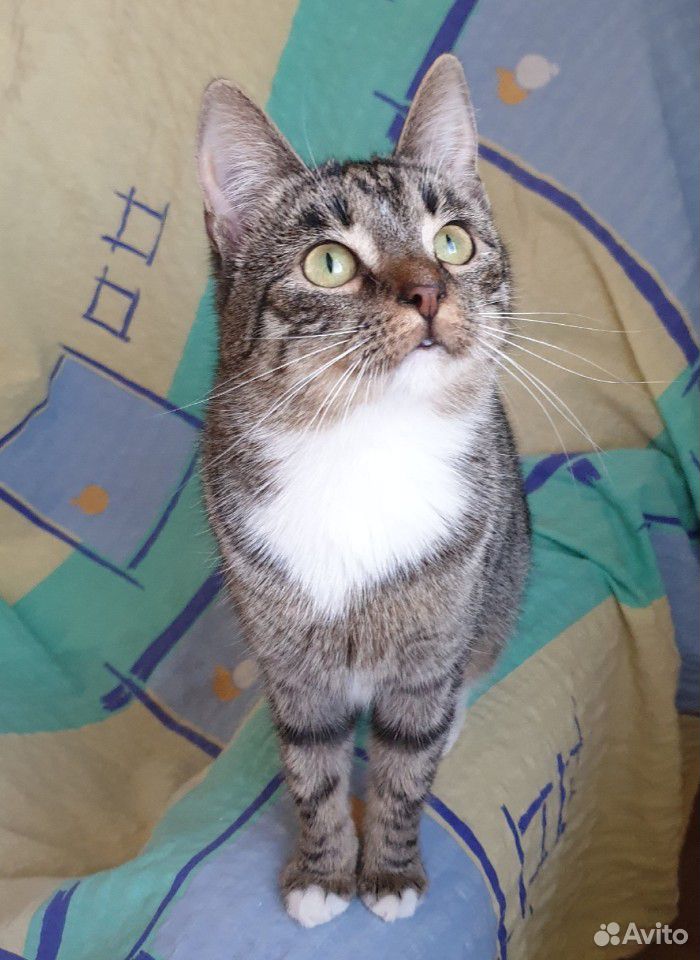 Кошечка Машенька (около 9 месяцев)