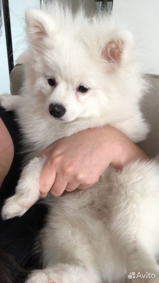 Шпиц белый