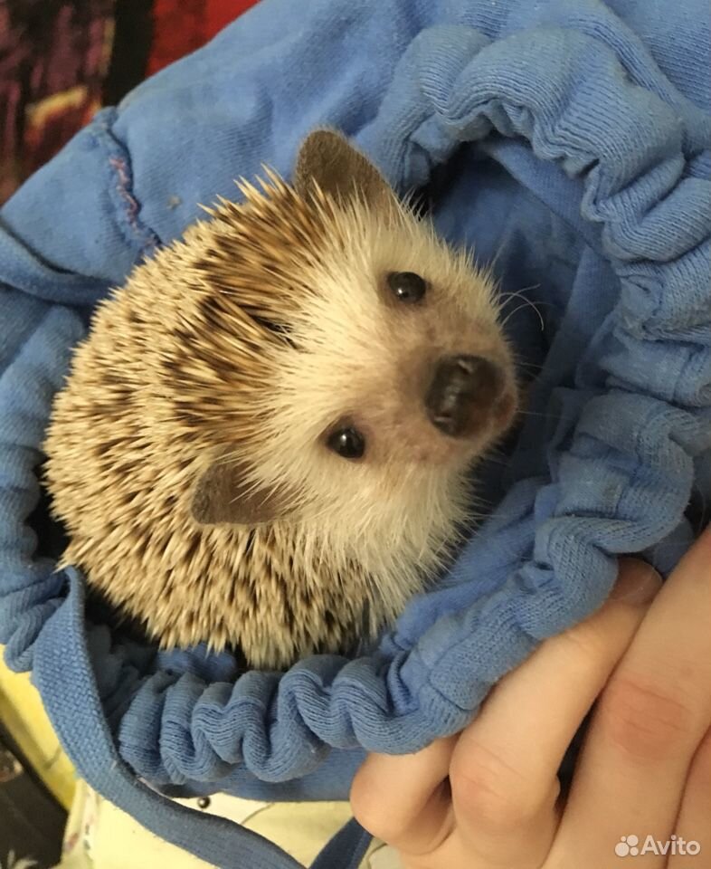 Африканский ёж