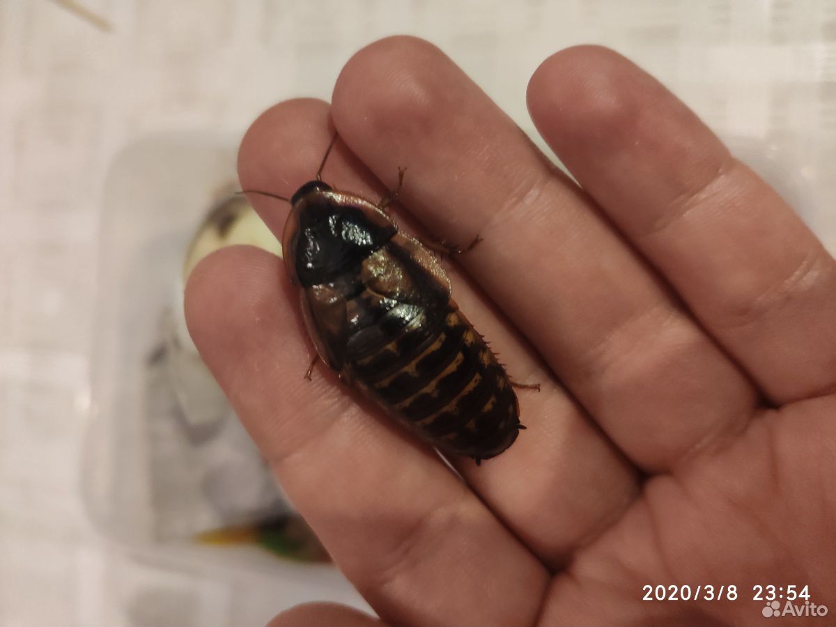 Аргентинский таракан блаптика