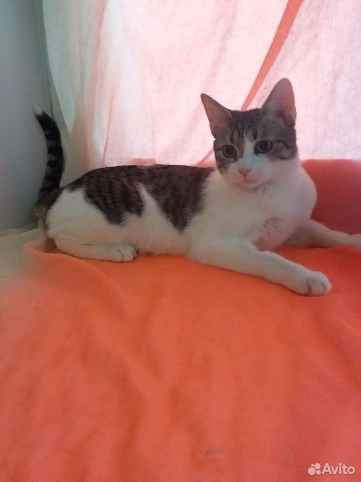 В добрые руки