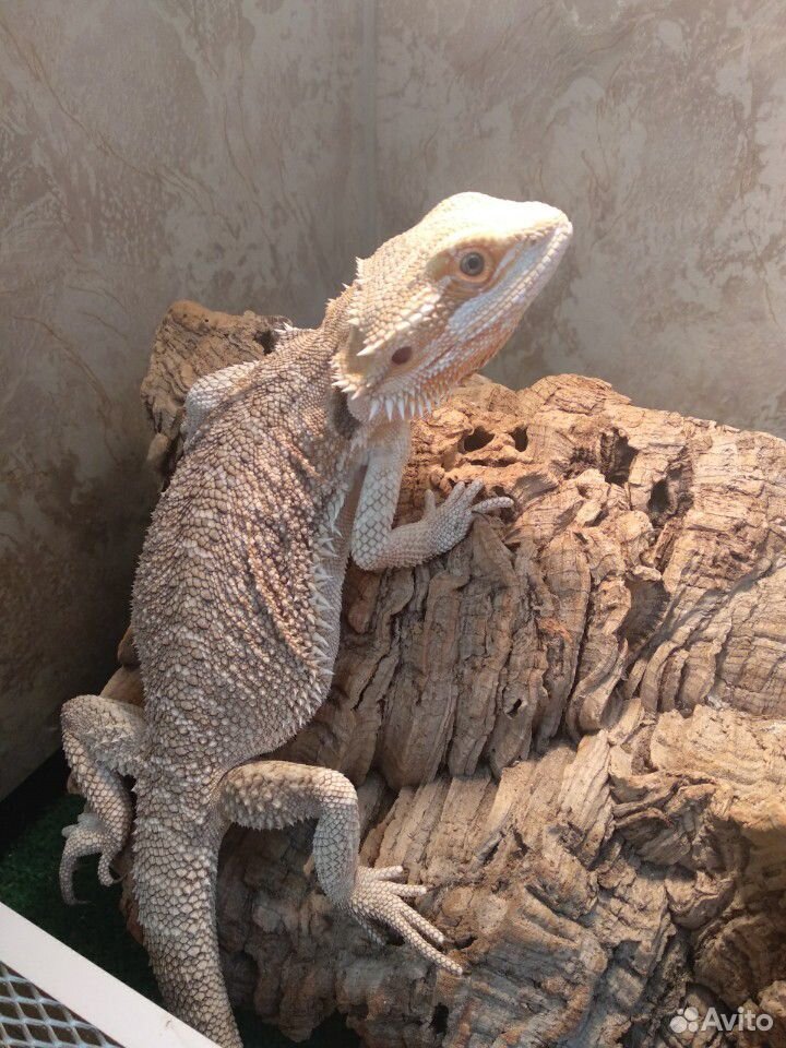 Бородатая агама