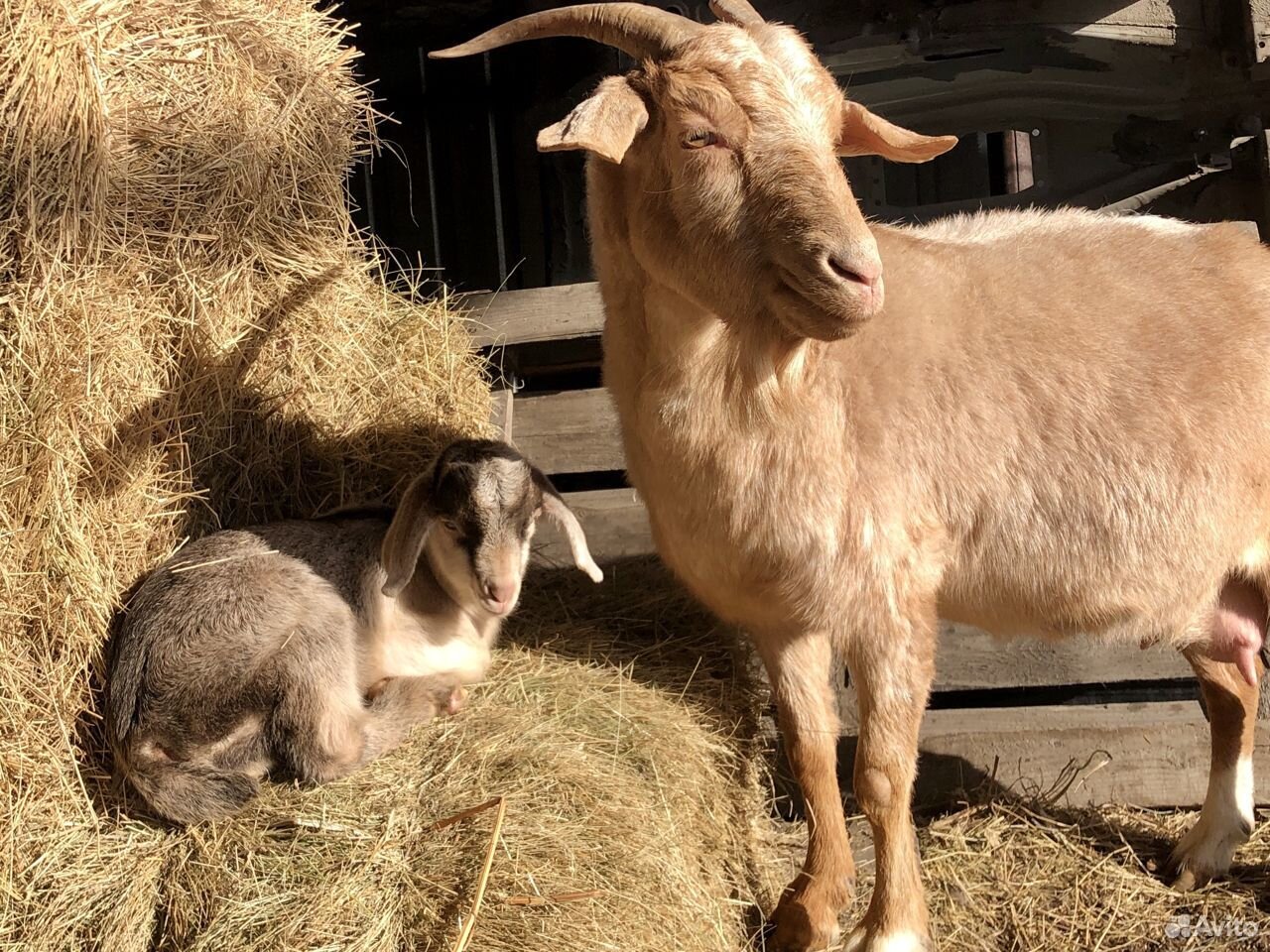 Продам нубийскую козочку