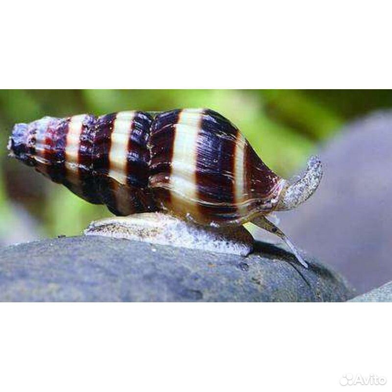 Хелена улитка