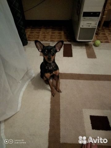 Той терьер вязка