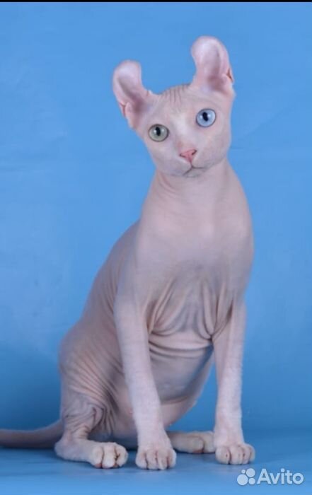 Эльф разноглазый