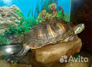 Черепаха