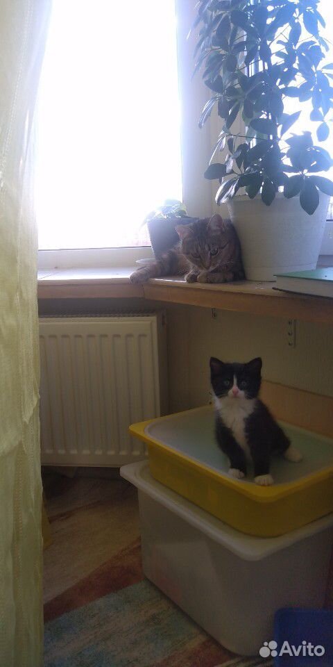 Котёнок Варежка