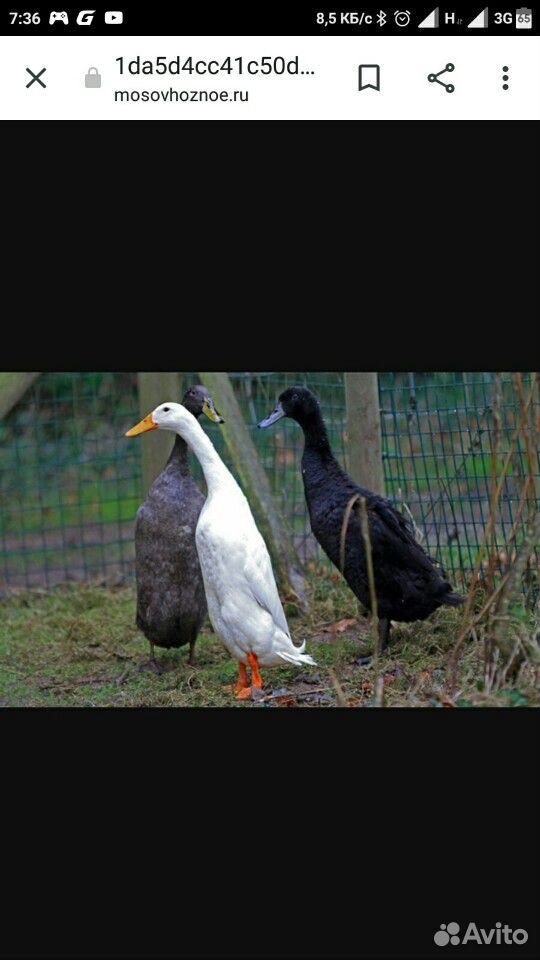 Инкубационное яйцо индийского бегунка