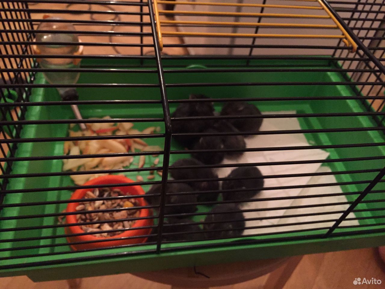 Хомячки в добрые ручки