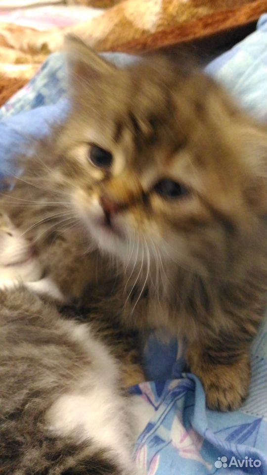 Котята чистокровные, персидские