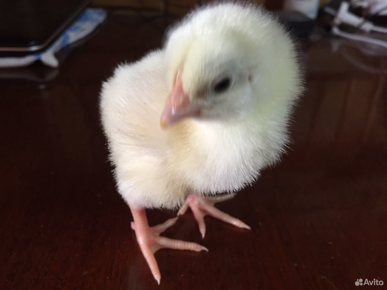 Цыплята бройлер Кобб500