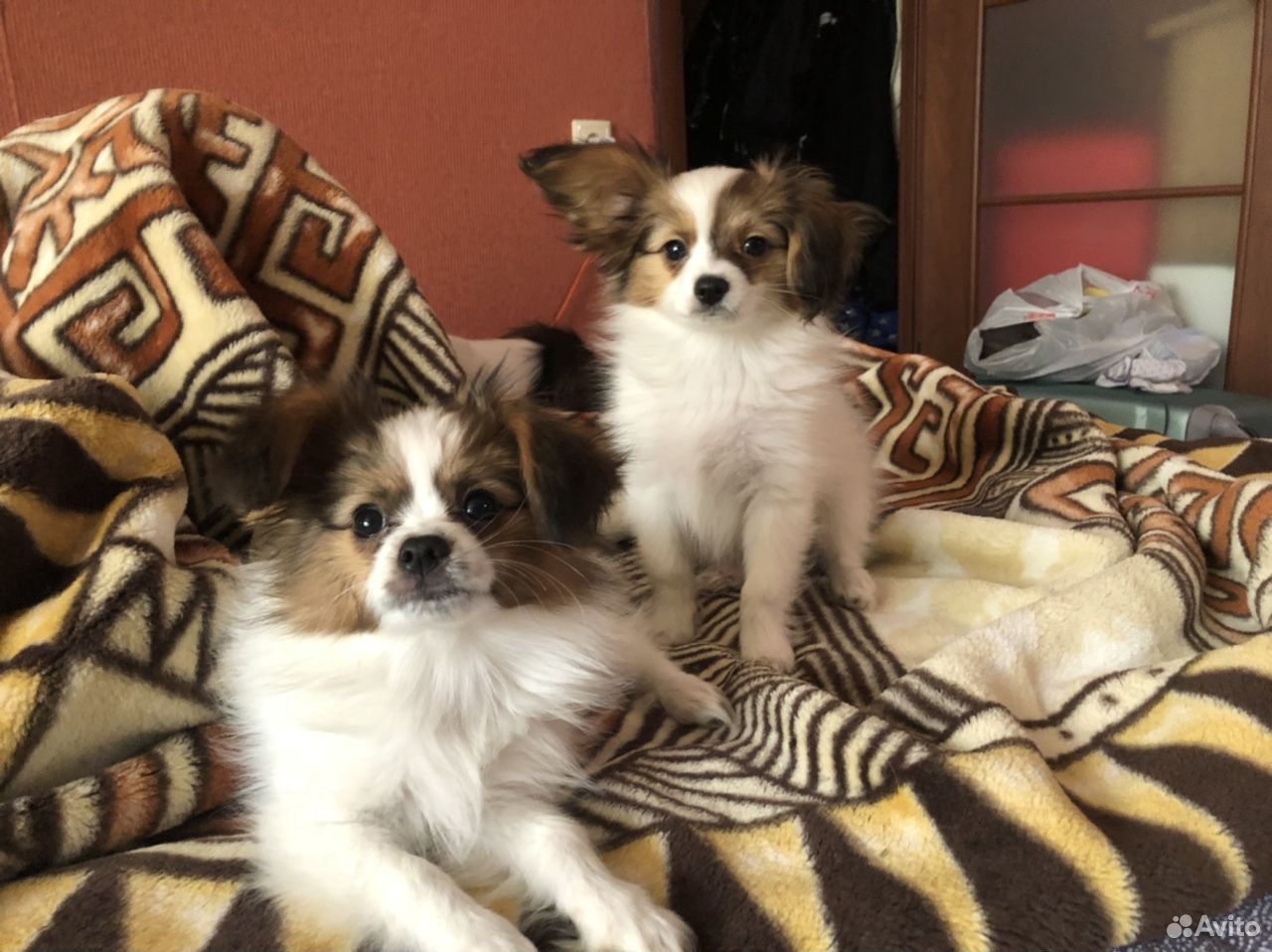 Папийон (фален)