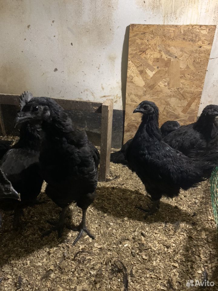 Цыплята льюянг 3 мес