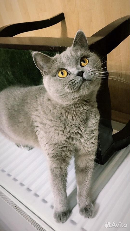 Кошечка ищет новый дом