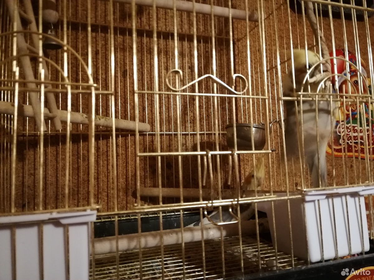 Продам попугаев карел