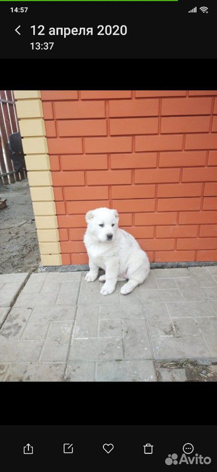 Щенок Алабай