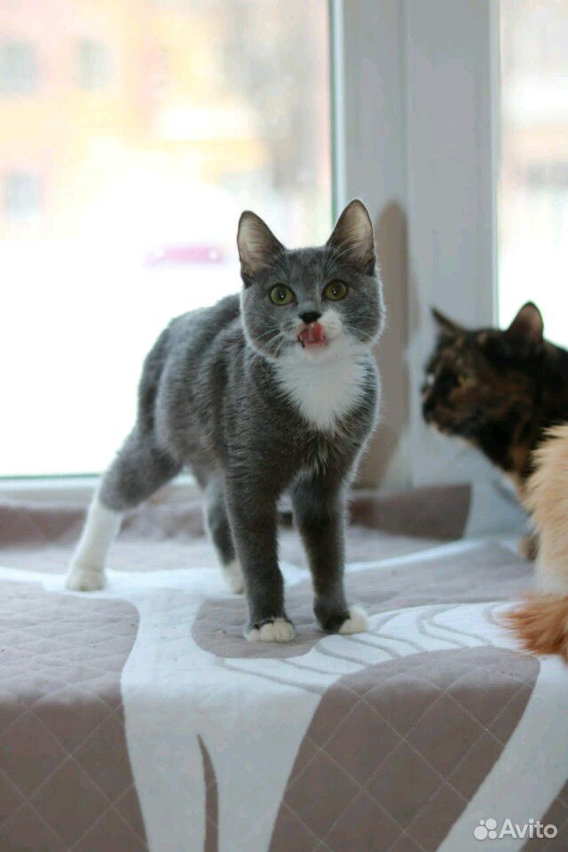 Ласковая Таша