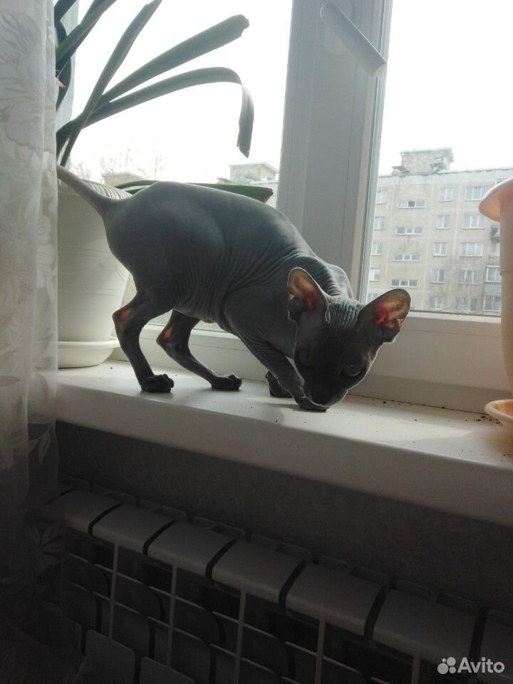 Донской сфинкс