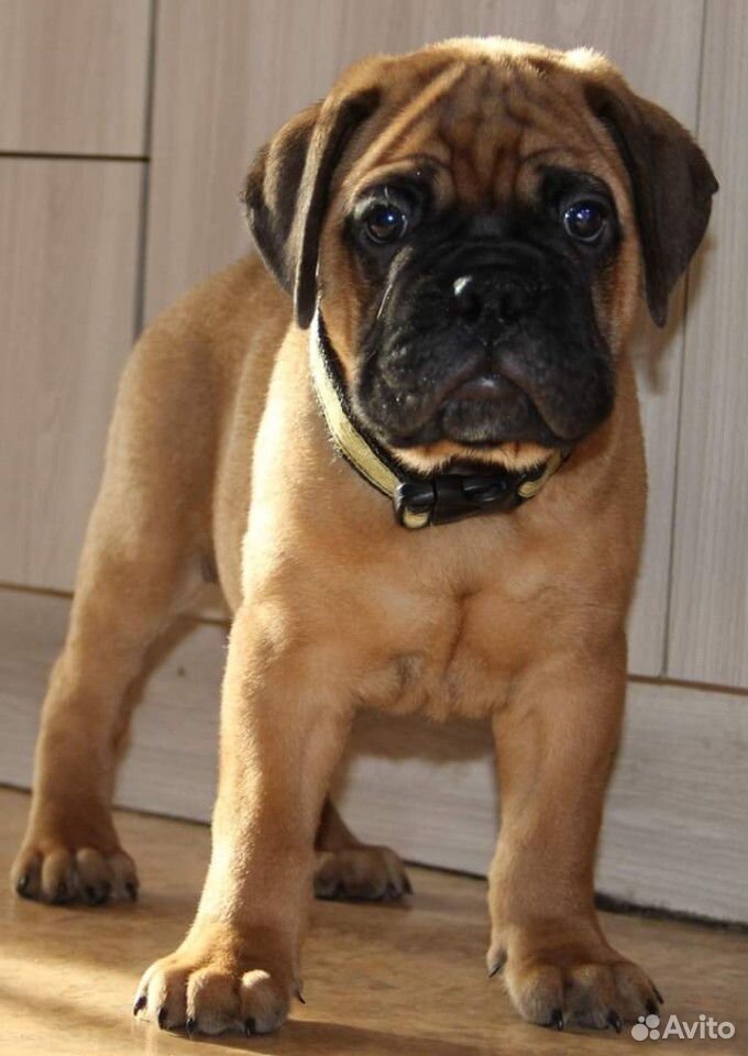 Бульмастиф