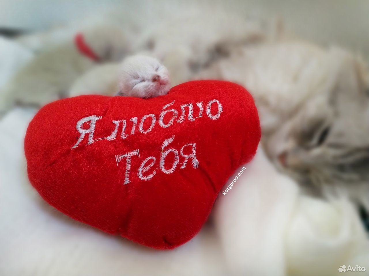 Красивый голубоглазый котенок