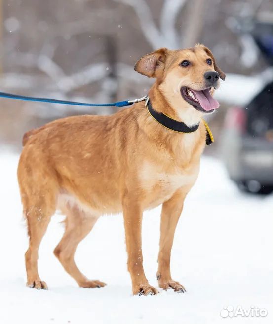 Замечательный звоночек, компаньон