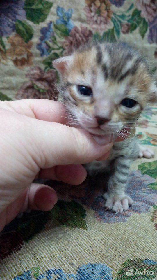 Бенгальские котята бронь