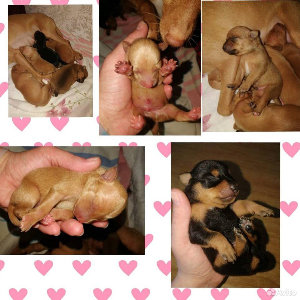 Малыши той-теръеры