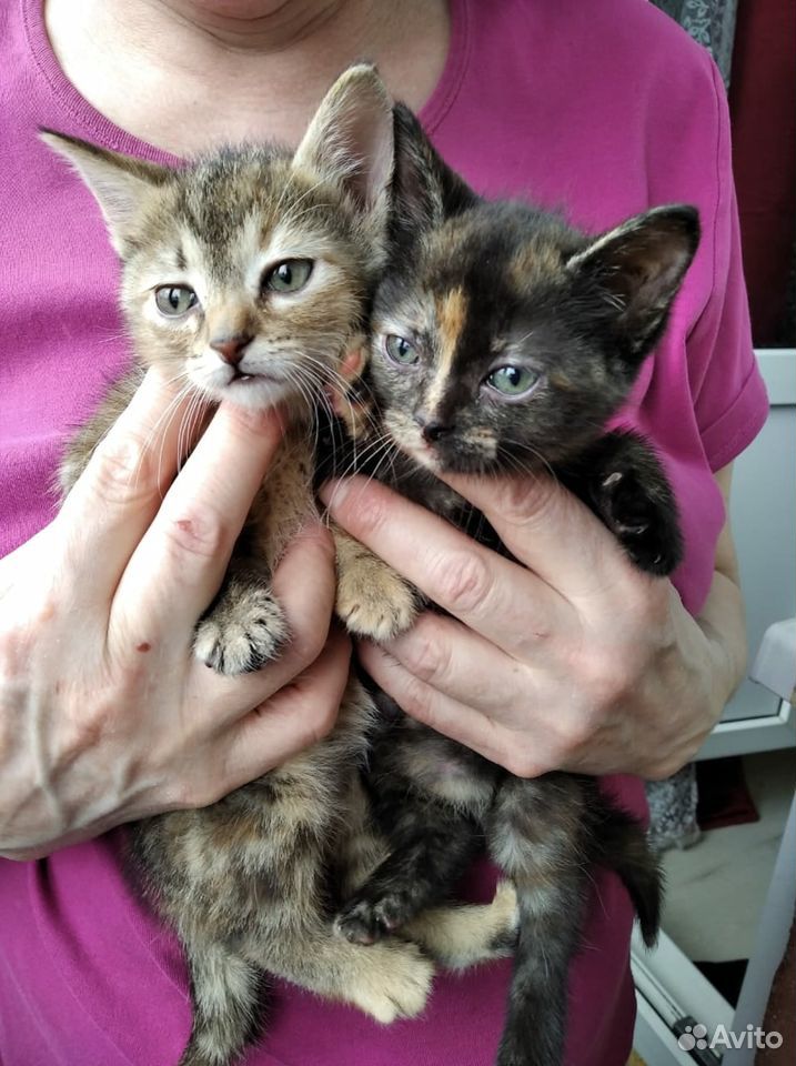 Чудесные котята 1.5 мес в дар