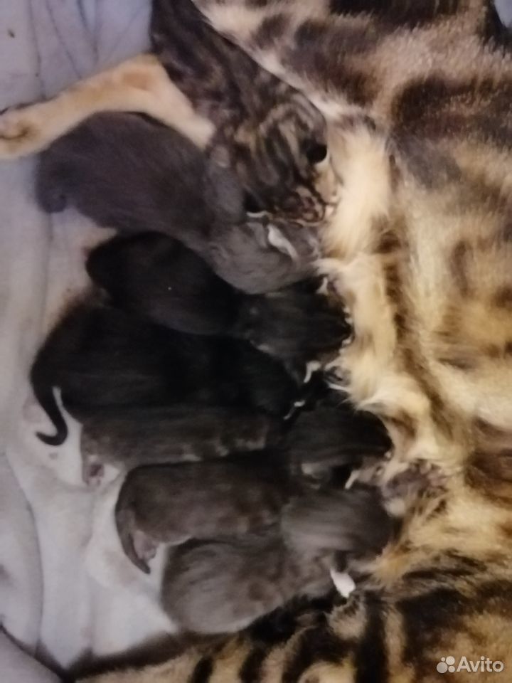 Бенгальские котята